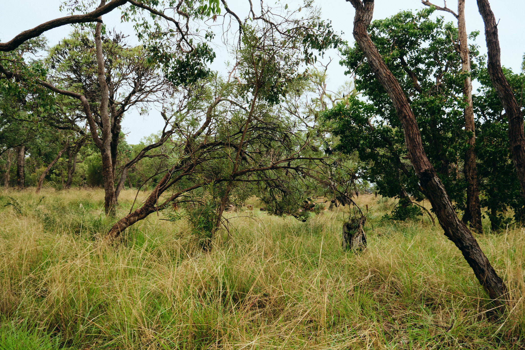 Desert Light Foundation Photography - Djidi Djidi Aboriginal School